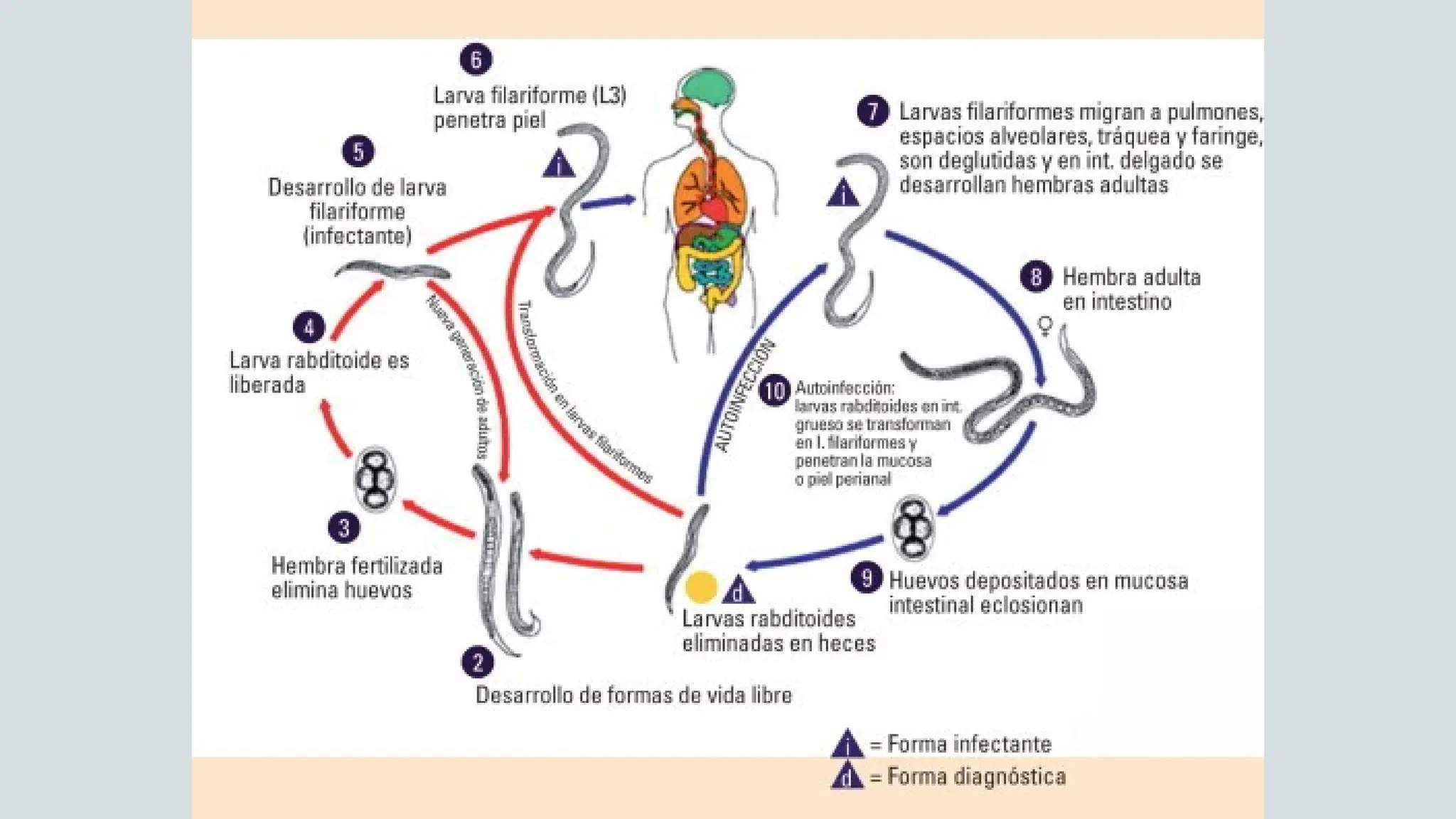 Ascaris lumbricoides es una lombriz intestinal grande que infecta a los ...