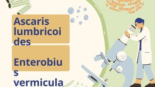 Ascaris lumbricoides es una lombriz intestinal grande que infecta a los ...