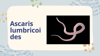 Ascaris lumbricoides es una lombriz intestinal grande que infecta a los ...