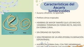 Ascaris lumbricoides es una lombriz intestinal grande que infecta a los ...