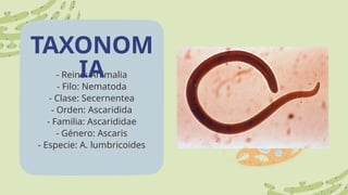 Ascaris lumbricoides es una lombriz intestinal grande que infecta a los ...