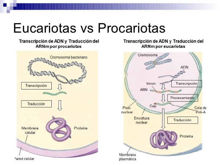 Factores de transcripción en plantas