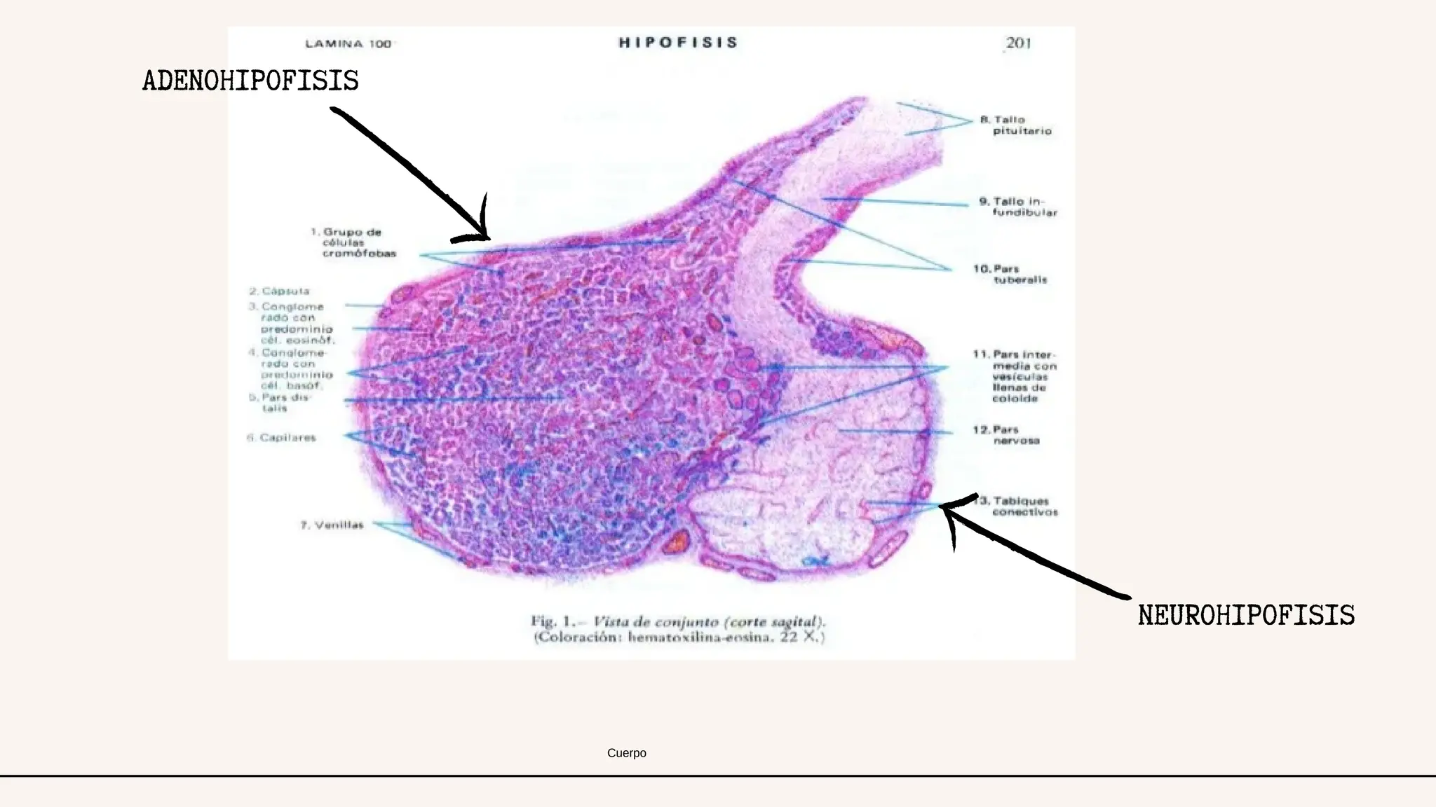 Hipofisis Histologia Vista Histologicamente Pdf