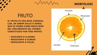 Naranja Morfologia y fenologia fisiologica de | PPTX
