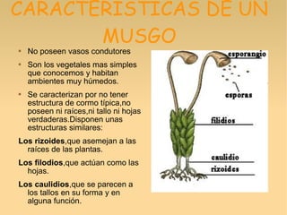 El reino plantas 1º ESO | PPS