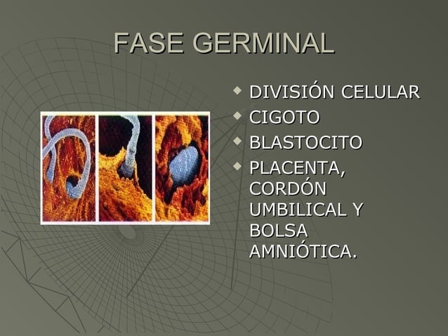 etapas del desarrollo | PPT