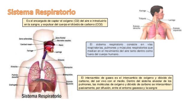 El Sistema Respiratorio Principales Caractersticas