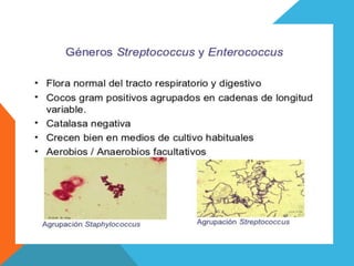 ESTREPTOCOCOS | PPT