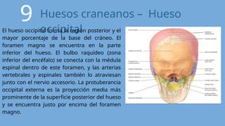 Presentación Diapositivas Anatomía Cuerpo Humano Ilustrativo Simple ...