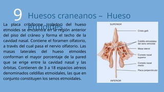 Presentación Diapositivas Anatomía Cuerpo Humano Ilustrativo Simple ...