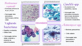 Citología Ginecológica. Sistema de Reporte. | PDF