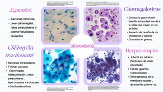 Citología Ginecológica. Sistema de Reporte. | PDF