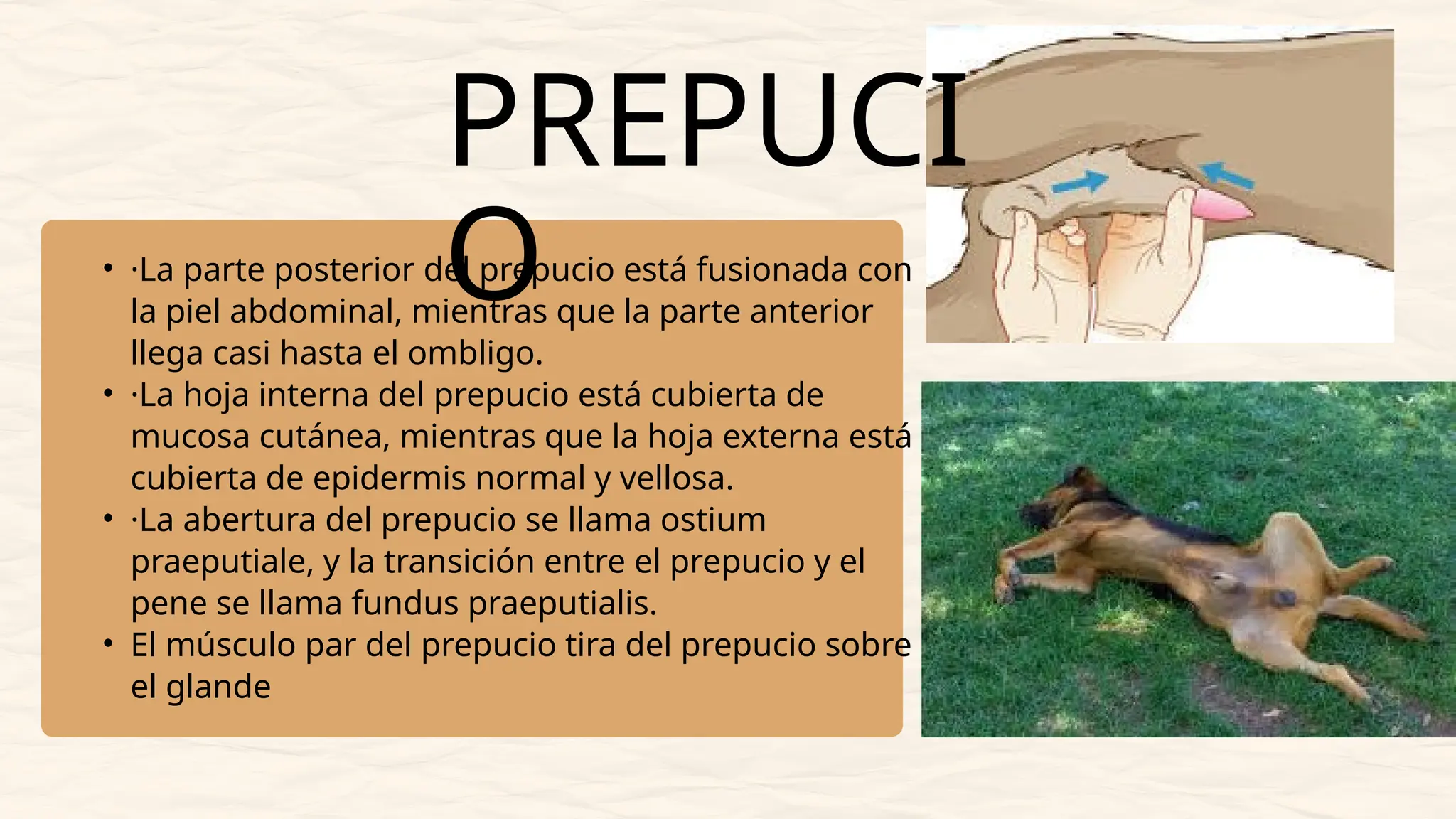 APARATO REPRODUCTOR DEL MACHO - VETERINARIA | PPTX