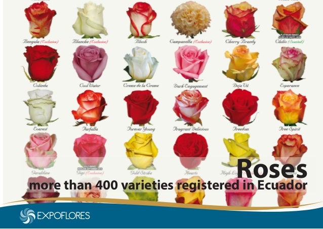 Ecuadorian Floriculture: fresh cut flowers from Ecuador