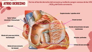 SISTEMA CIRCULATORIO (resumido y descriptivo) | PDF