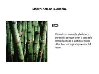 Presentación en power point de la guadua | PPTX