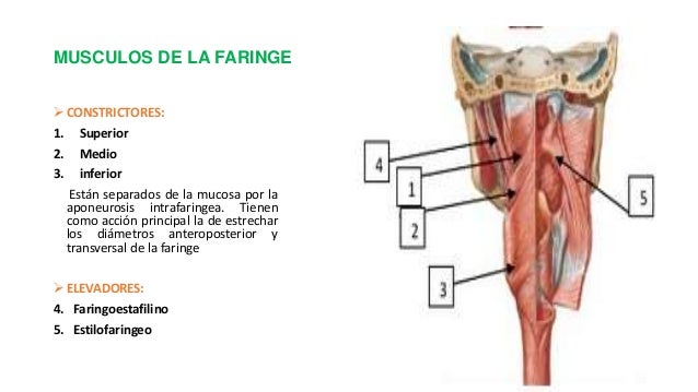 LA FARINGE