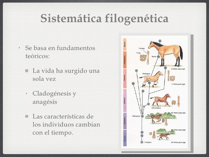 Presentación filogenia