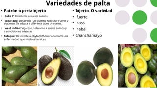fruticultura tipos de injerto en palta.pptx