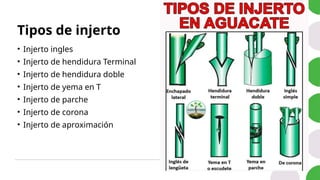 fruticultura tipos de injerto en palta.pptx