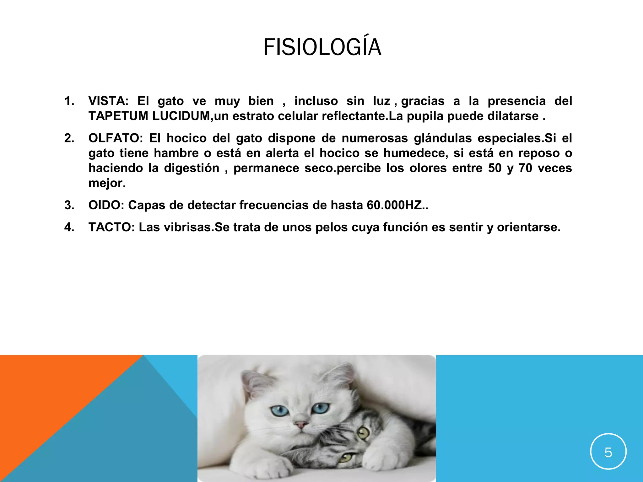 Presentación gatos sergio gonzález | PPT