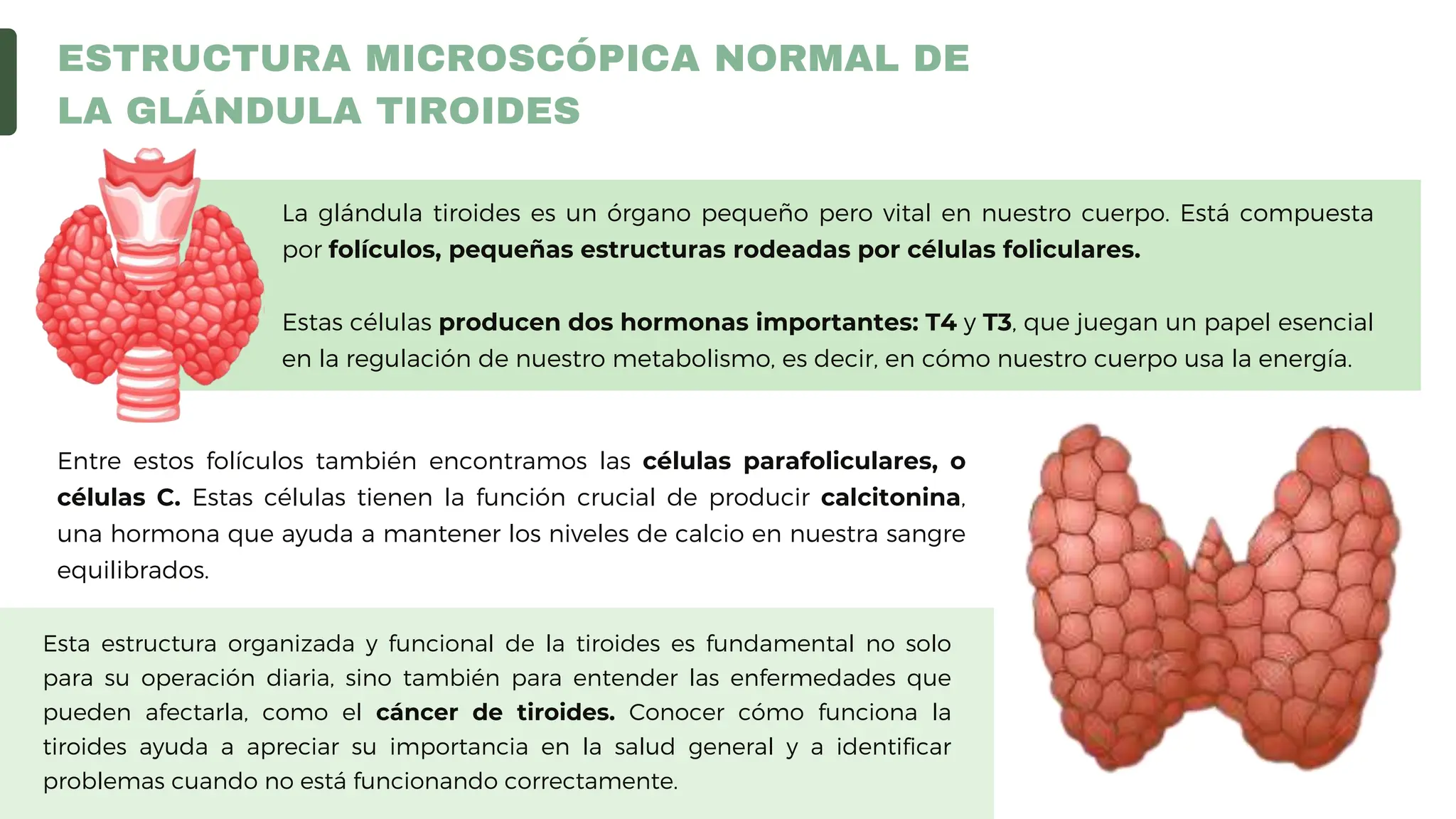 Presentación GLANDULA TIROIDES.p.......ptx. | PPTX