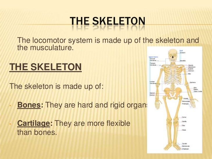 The Locomotor System by Guillermo and Pepe