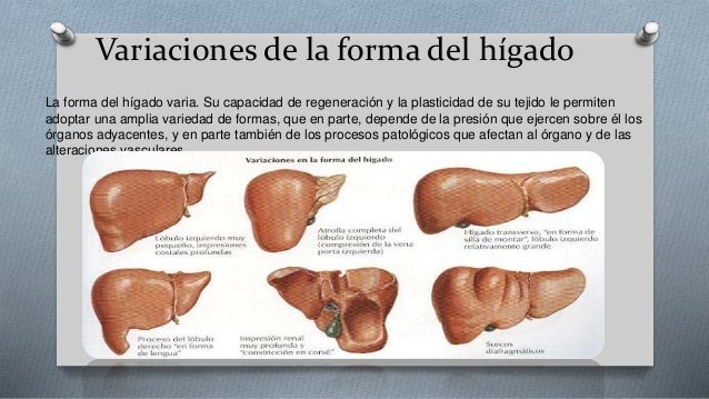 anatomia del Higado