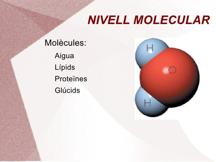 Presentació nivells d'organització