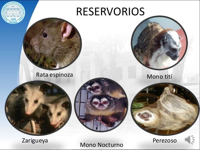 Presentación Reservorios