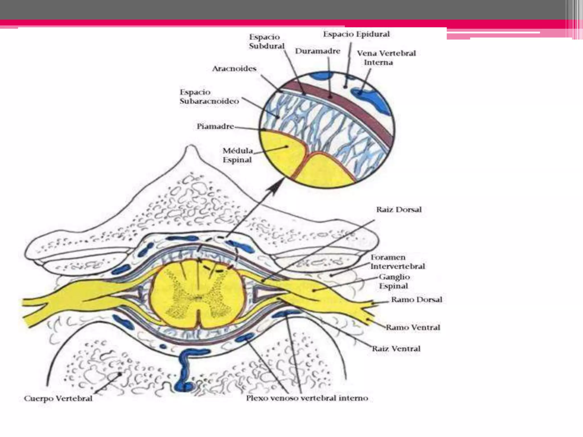 Tractos ascendentes y descendentes de la medula espinal | PPTX | Brain ...