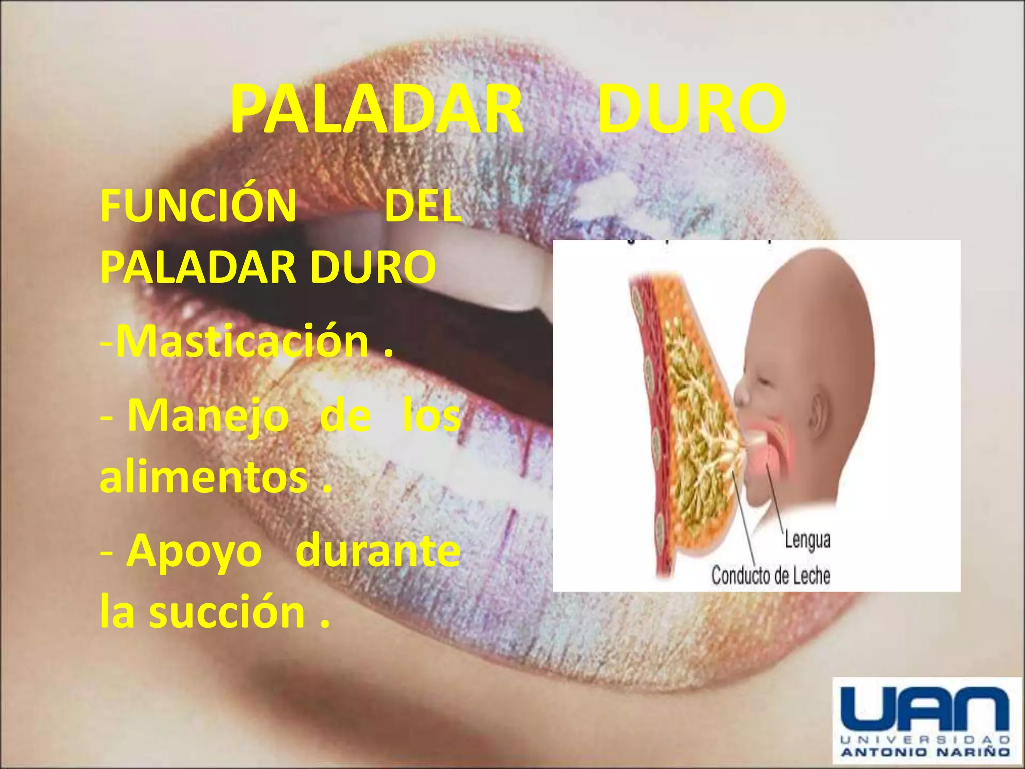 Labios y Paladar (anatomia)normal y fisurado | PPSX