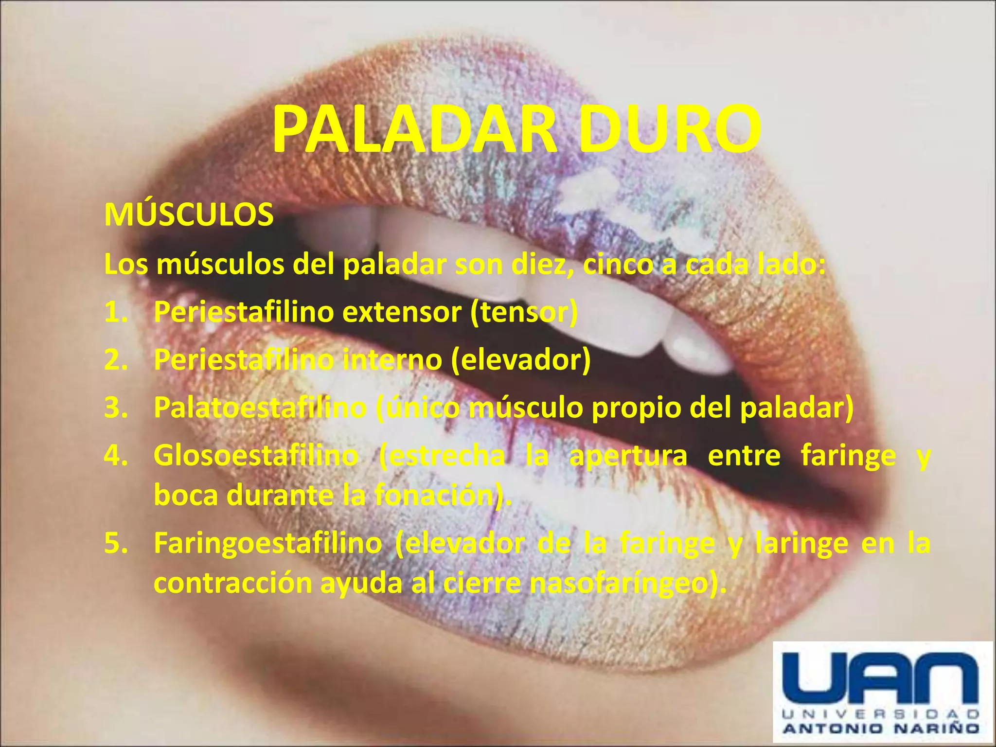Labios y Paladar (anatomia)normal y fisurado | PPSX