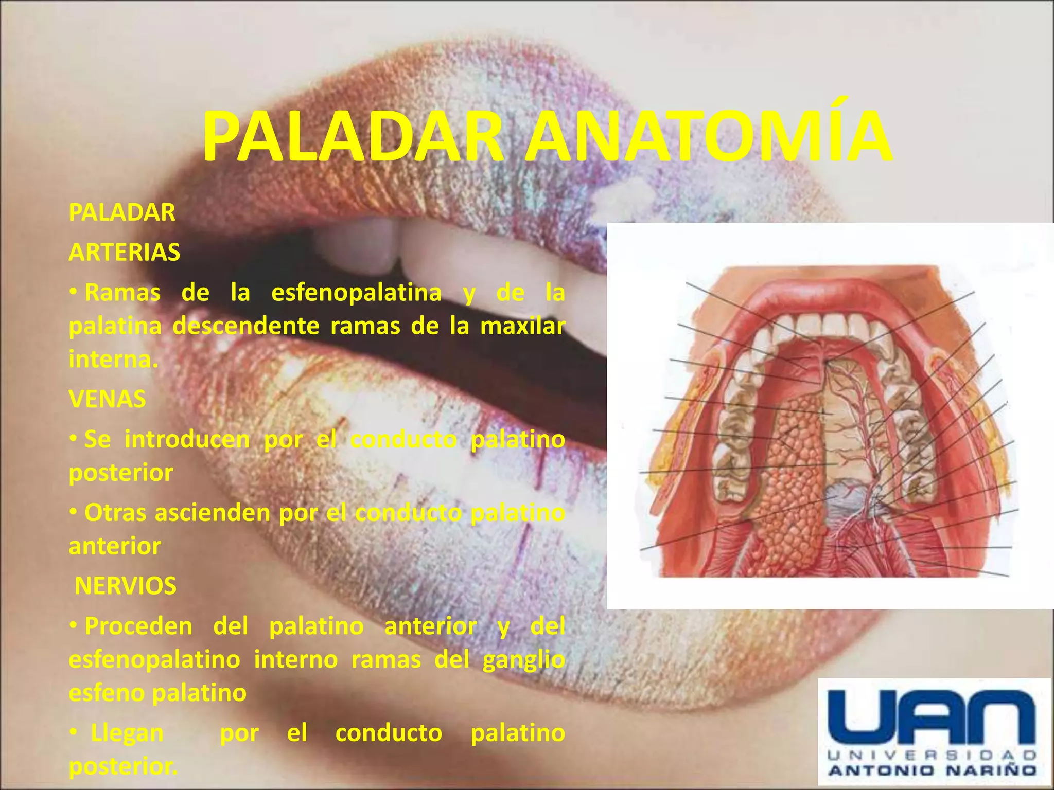 Labios y Paladar (anatomia)normal y fisurado | PPSX