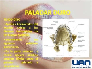 Huesos Del Paladar Duro