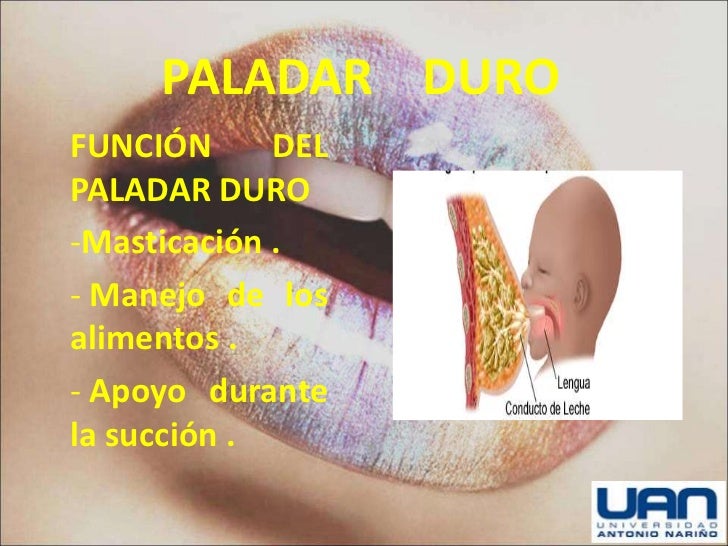 Labios y Paladar (anatomia)normal y fisurado