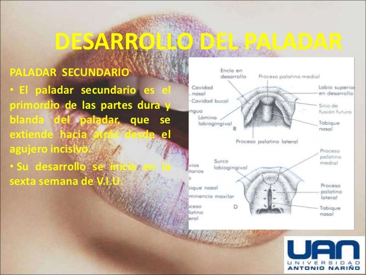 Labios y Paladar (anatomia)normal y fisurado
