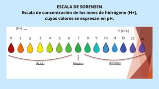 TOMA DE MUESTRA GASOMETRÍA ARTERIAL CORRECTA | PDF
