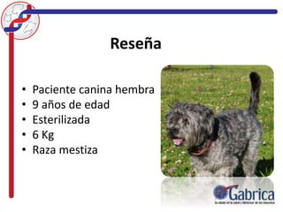 Cuáles Son Los Síntomas De Los Problemas De Vesícula Biliar En Perros