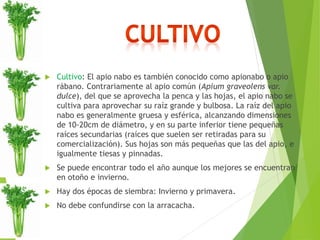 EL APIO | PPTX