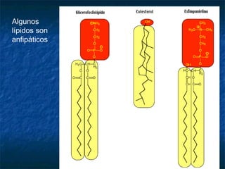 Lípidos - quimica biologica | PPT