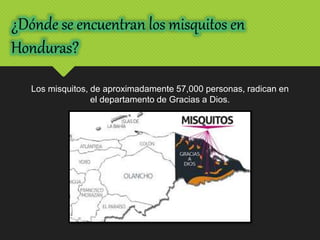 Presentación Misquitos Trabajo Universitario.pptx