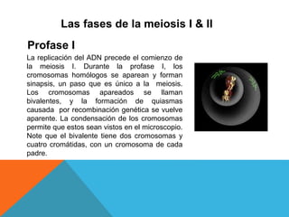 Presentación mitosis y meiosis | PPTX