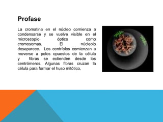 Presentación mitosis y meiosis | PPTX