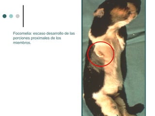 PATOLOGIA VETERINARIA Musculo hueso articulacion | PPT