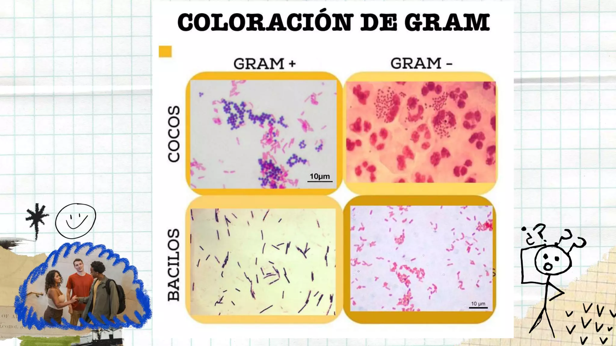 Cocos gram positivos y Bacilos Gram negativos | PPTX