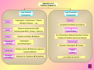 Aparato Digestivo | PPT