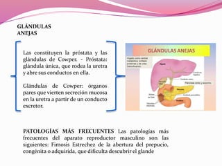 biología aparato reproductor masculino y femenino | PPTX