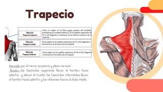 origen, inserción, inervación y acción músculos de torax | PPTX
