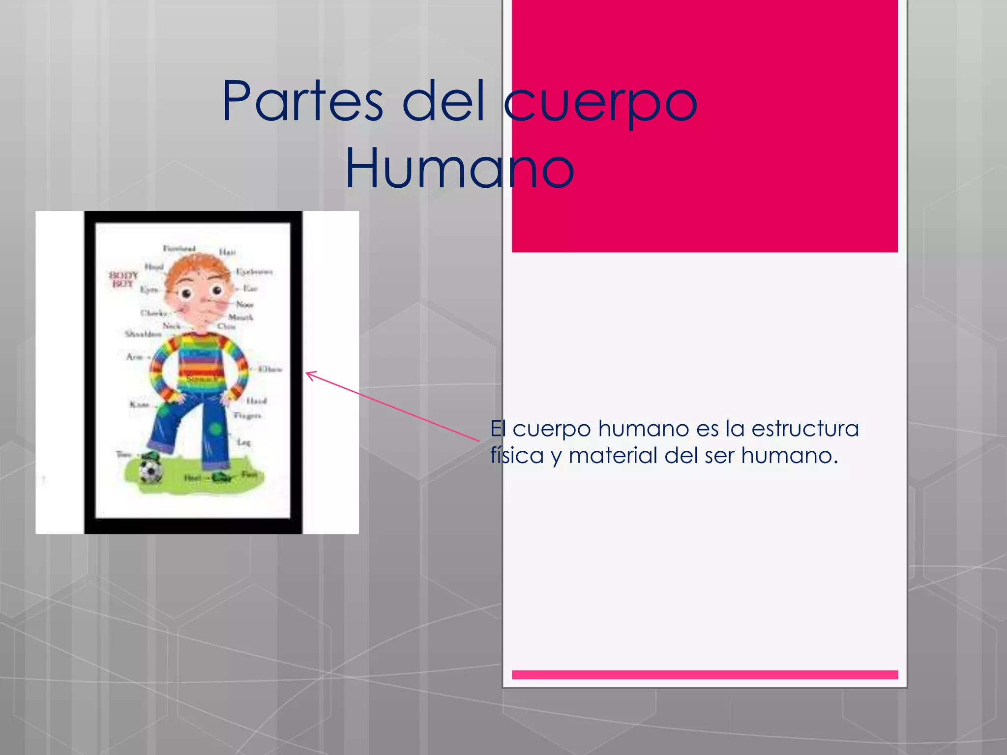 Presentación partes del cuerpo humano | PPTX